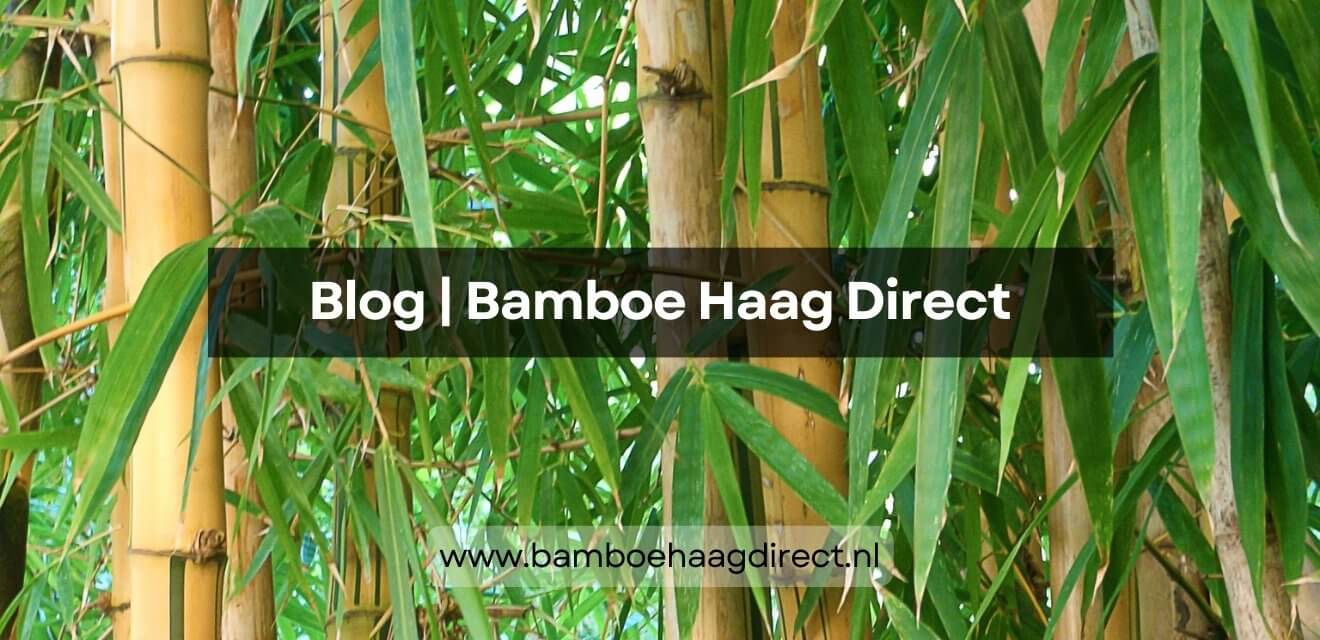 Blog | Bamboe Haag Direct